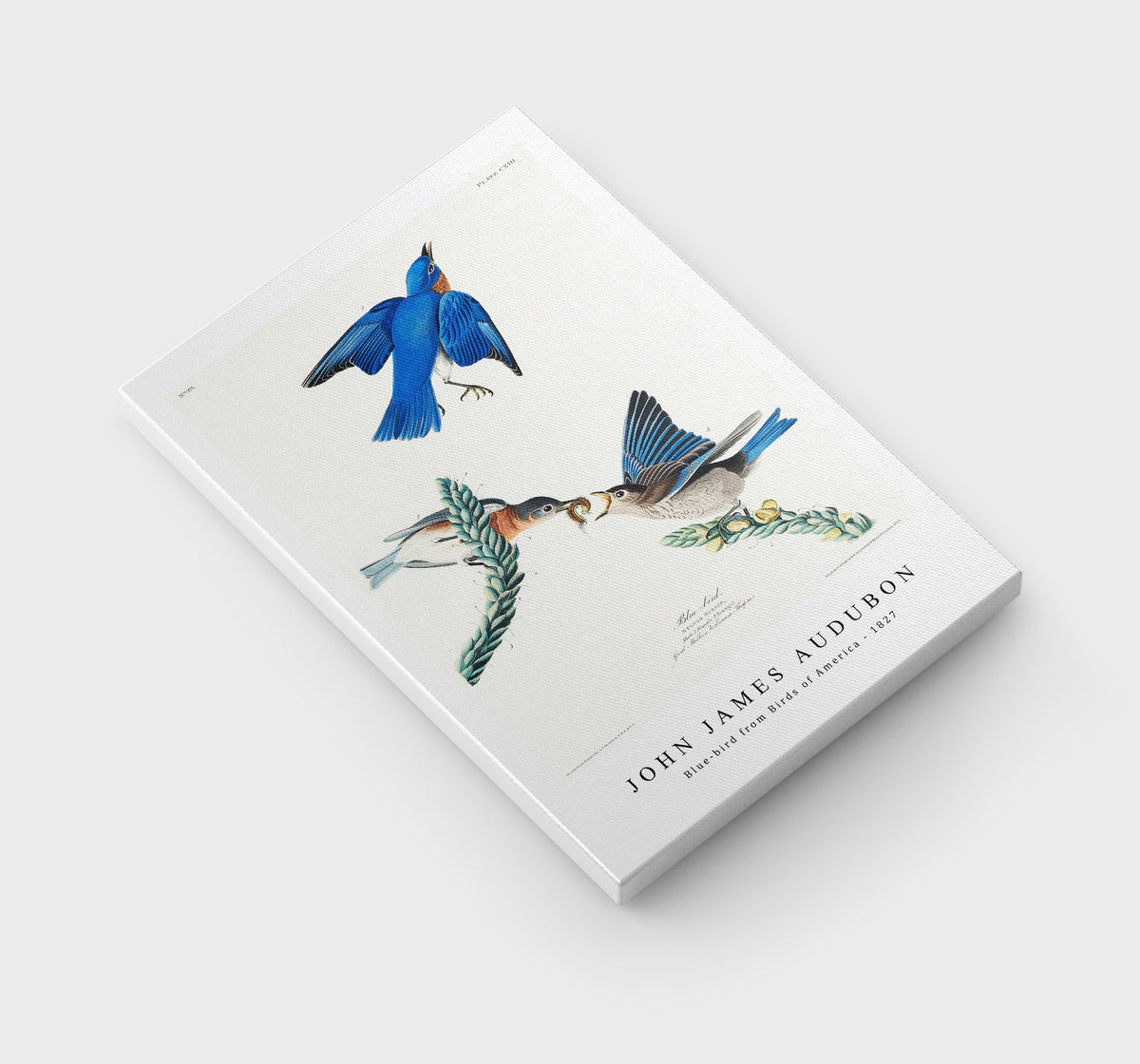 John James Audubon - Blue-bird from Birds of America (1827)| MPCANVAS